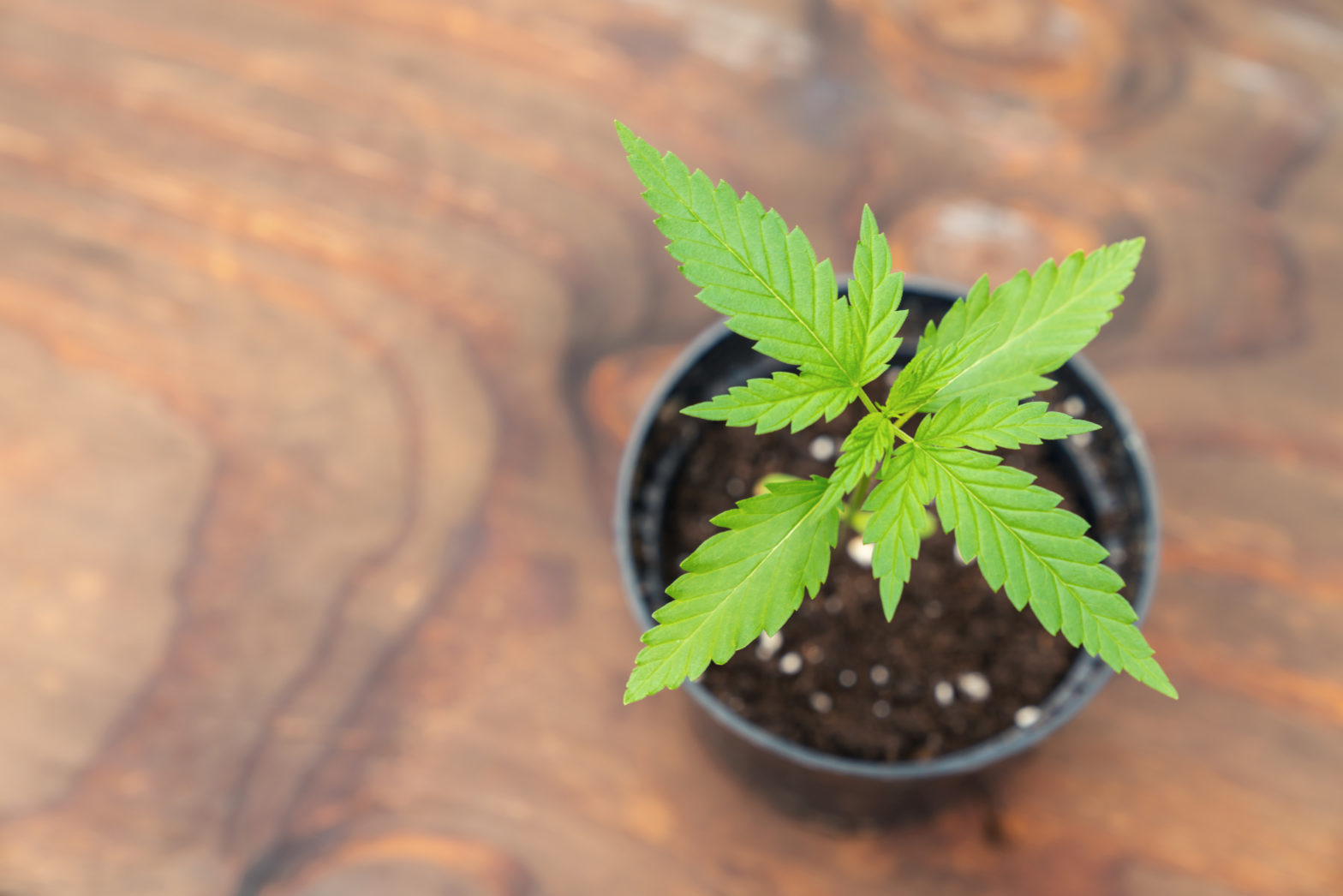 Study traces how cannabis developed the ability to produce cannabinoids ...