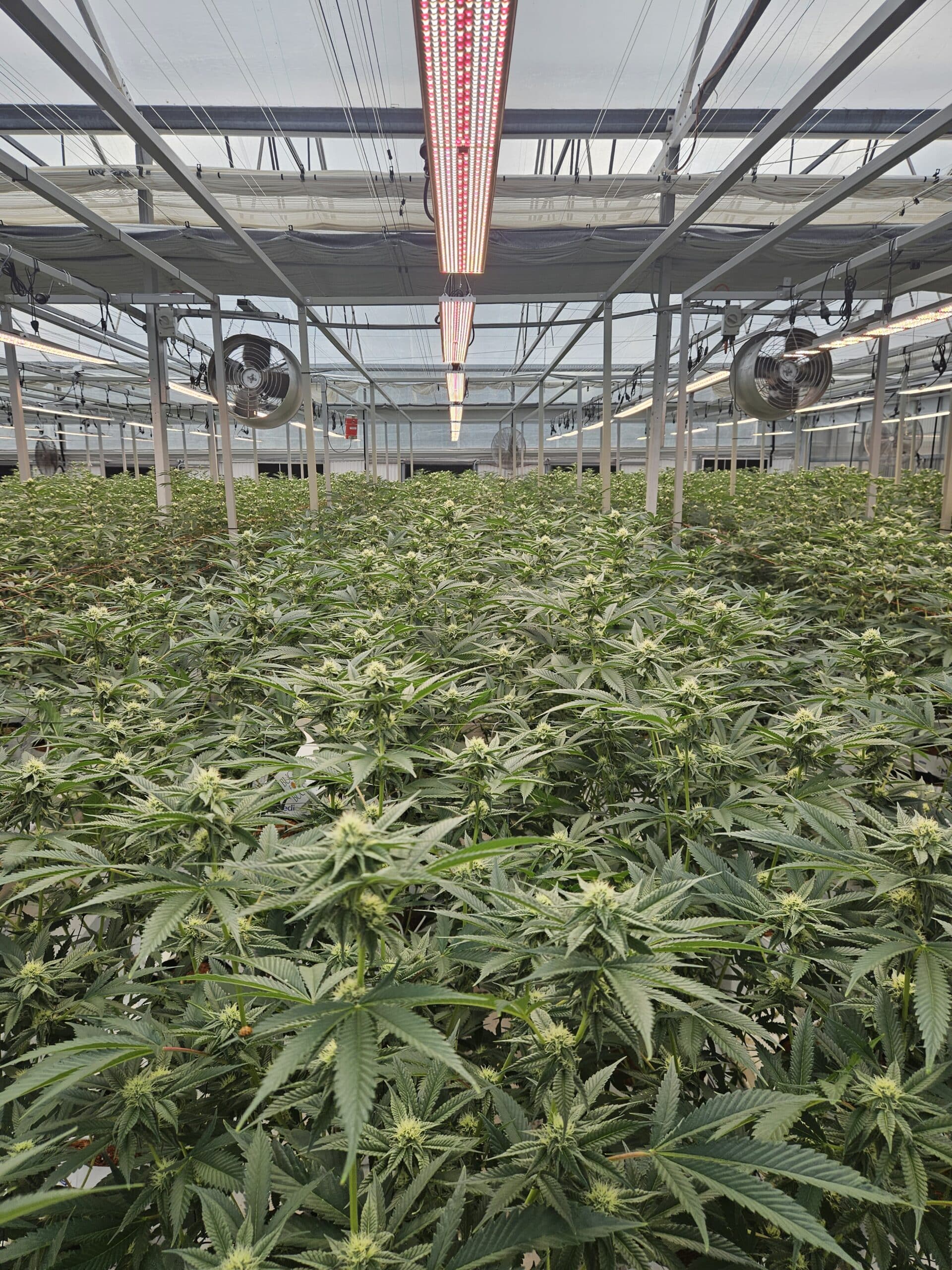 PharmaCrop unveils first product line following 'significant' revamp of ...